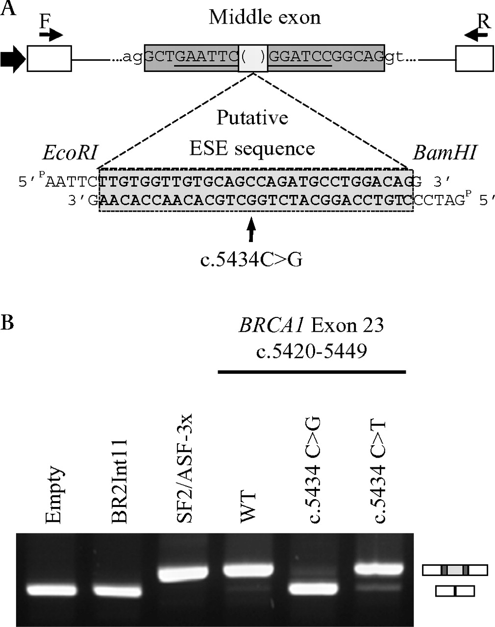 The BRCA1 c.5434C→G (p.Pro1812Ala) variant induces a deleterious exon ...