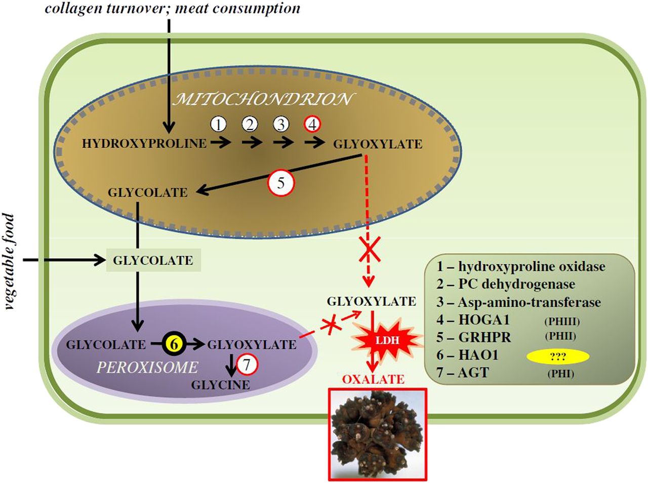 Mutations in HAO1 encoding glycolate oxidase cause isolated glycolic ...